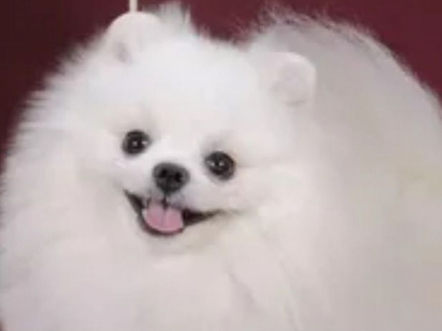 Шпиц айс крем подросток