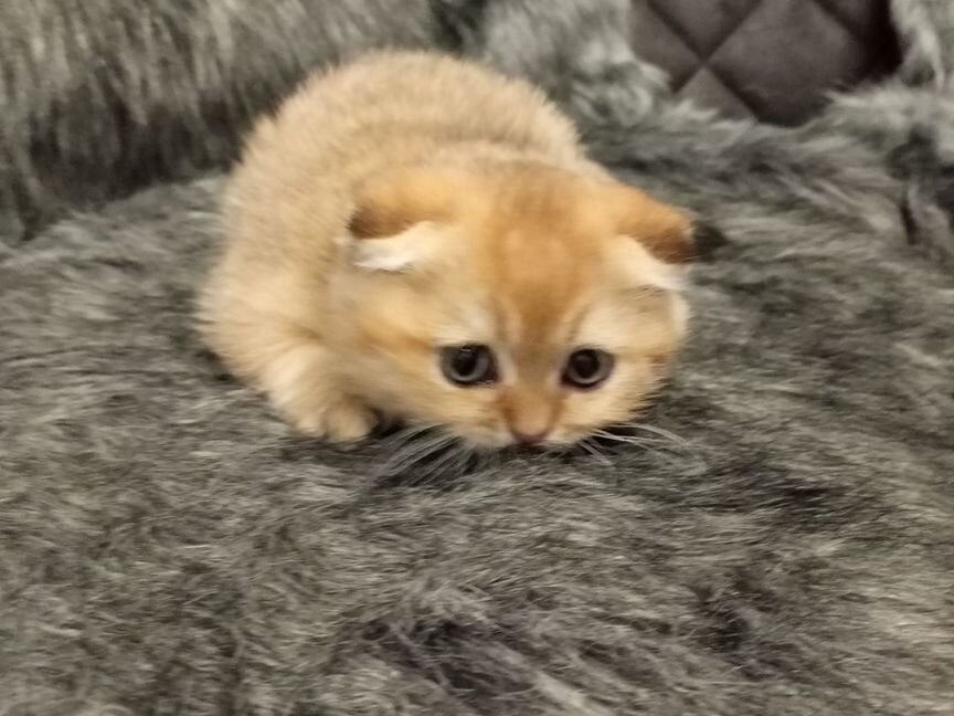 Котята золотая шиншилла