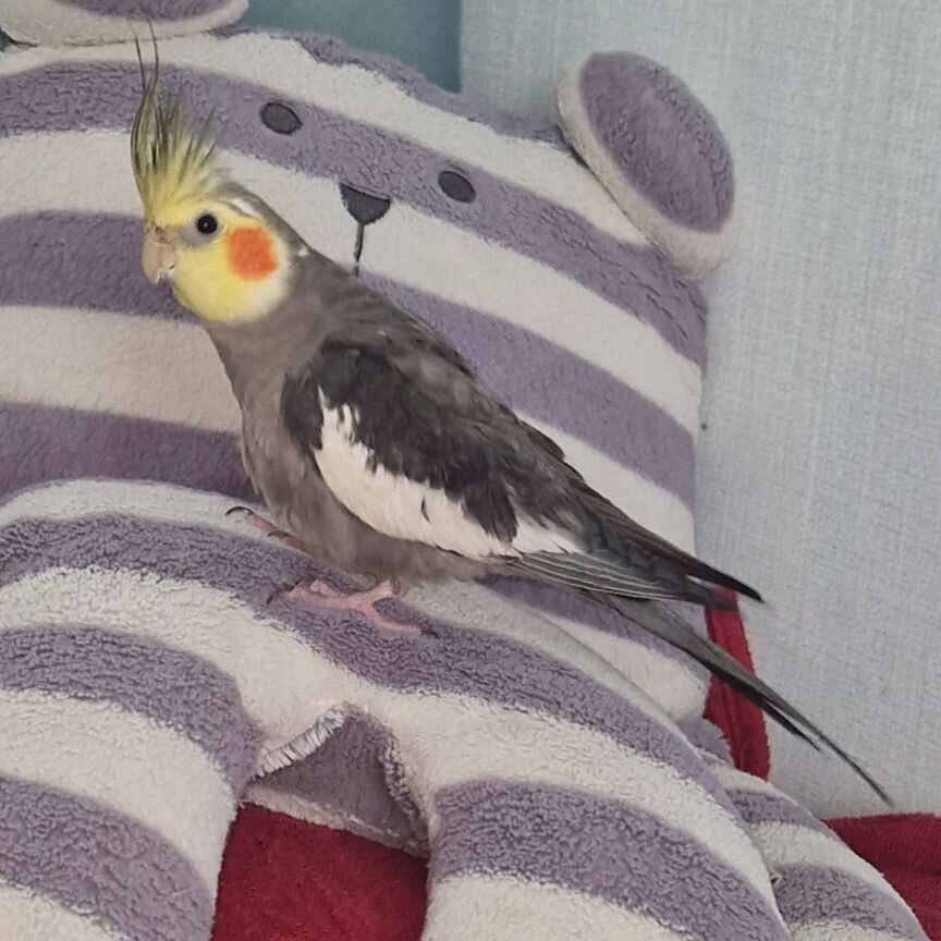 Попугай корелла мальчик