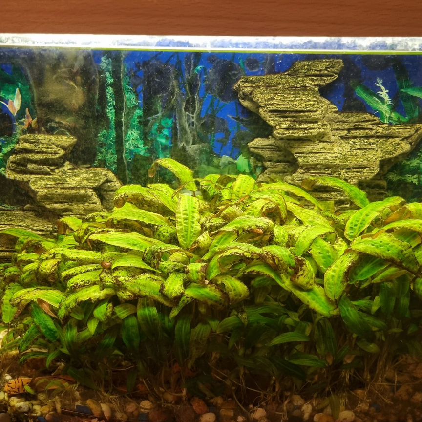 Аквариумные растения