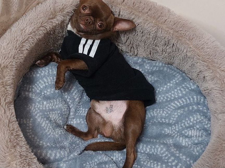 Вязка чихуахуа мини