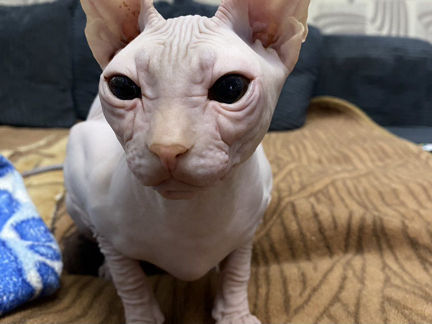 Донской сфинкс вязка