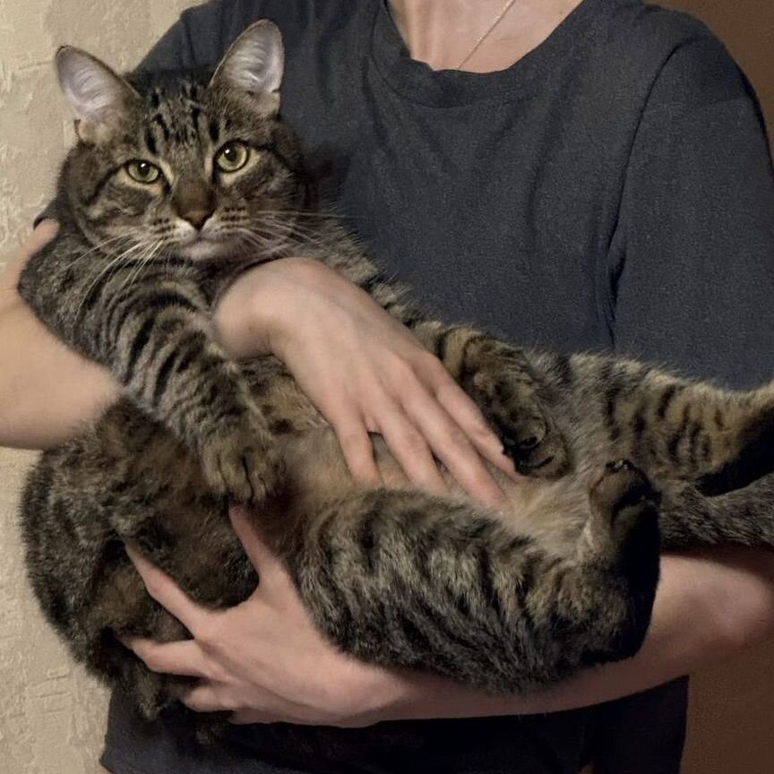 Взрослый кот в добрые руки