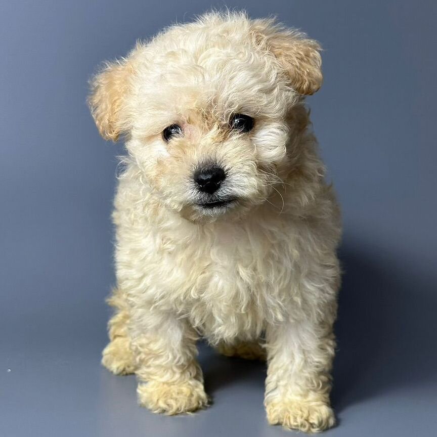 Мальтипу, щенок