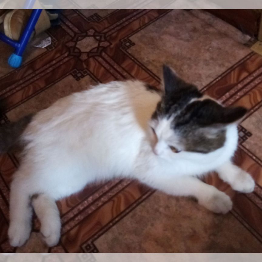 Взрослый кот в добрые руки