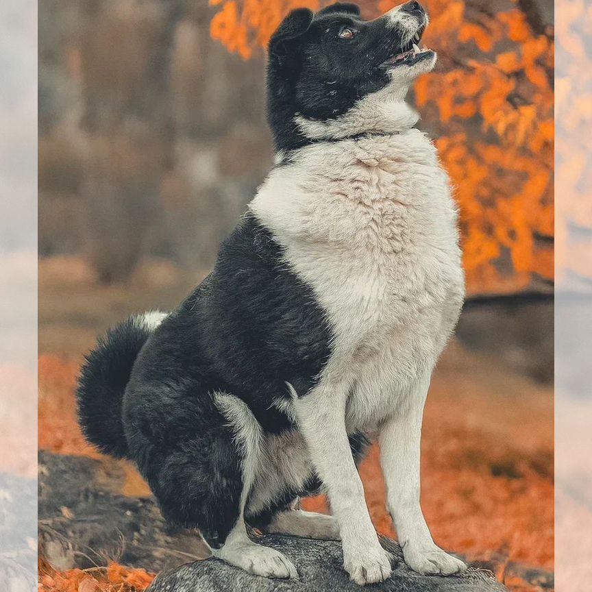 Собака в добрые руки отдам бесплатно