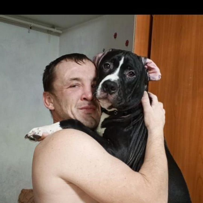 Отдам собаку в добрые руки питбуль