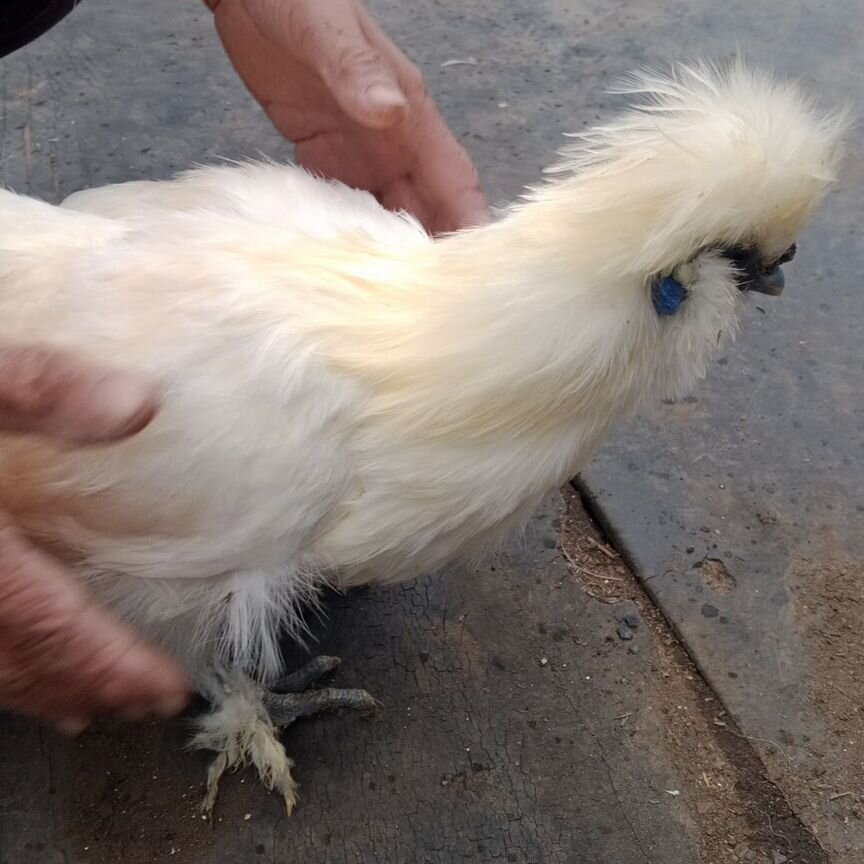 Петушки китайские хохлатые