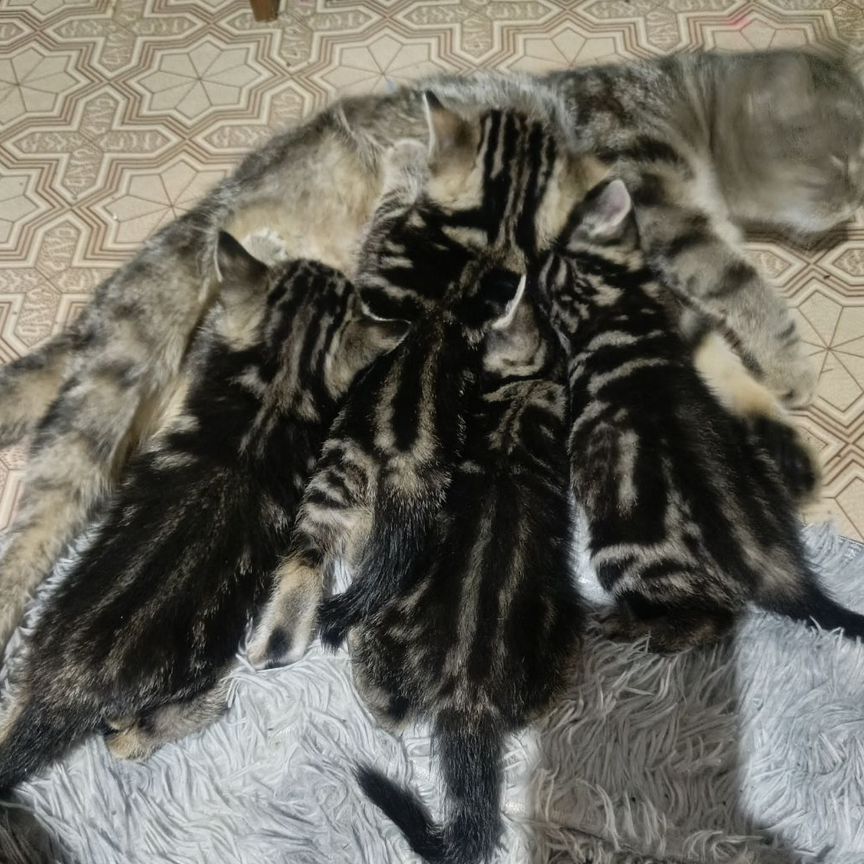 Шотландские котята
