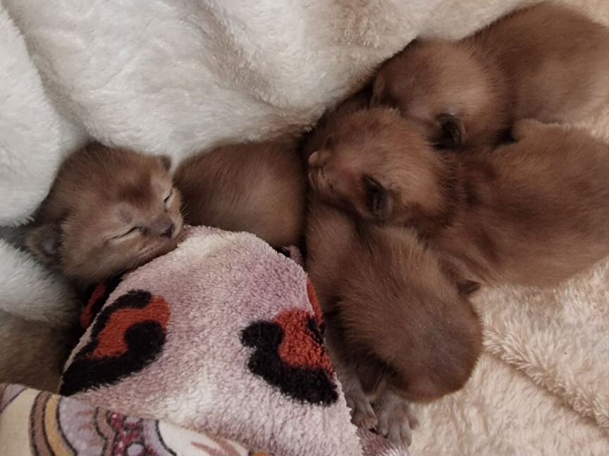 Бурманские котята