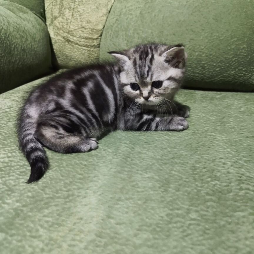 Шотландские вислоухие