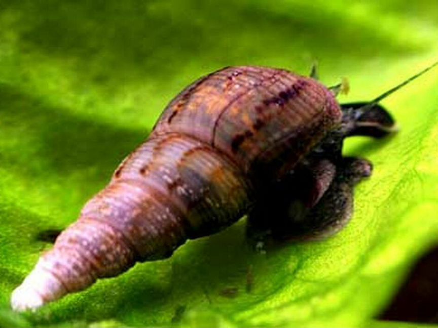 Улитка Милания