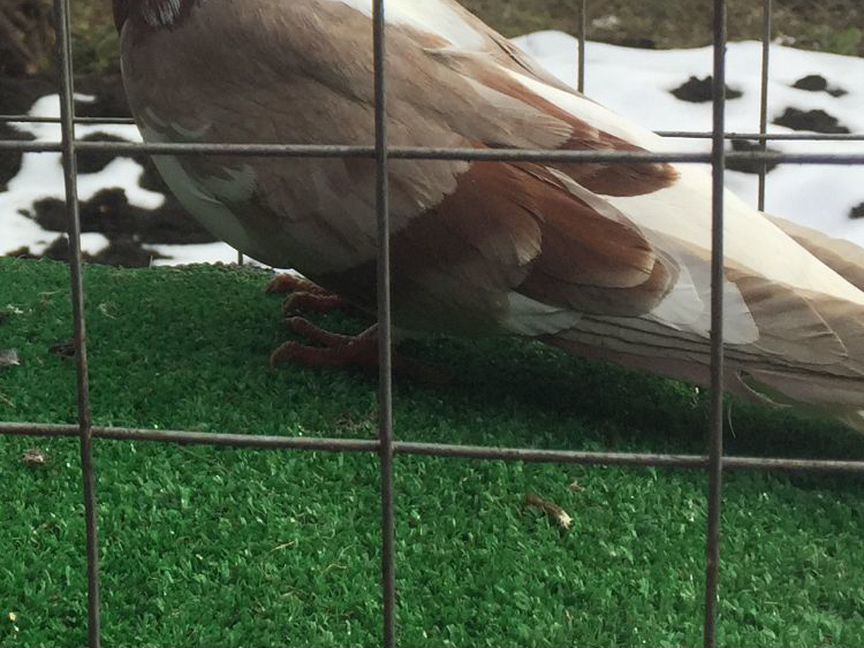 Серпастые голуби