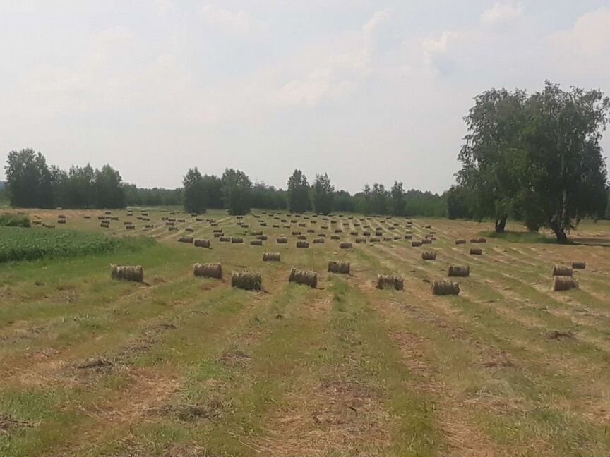 Сено в рулонах тюках