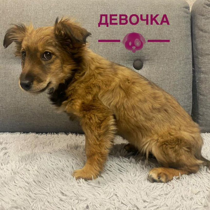 Щенки