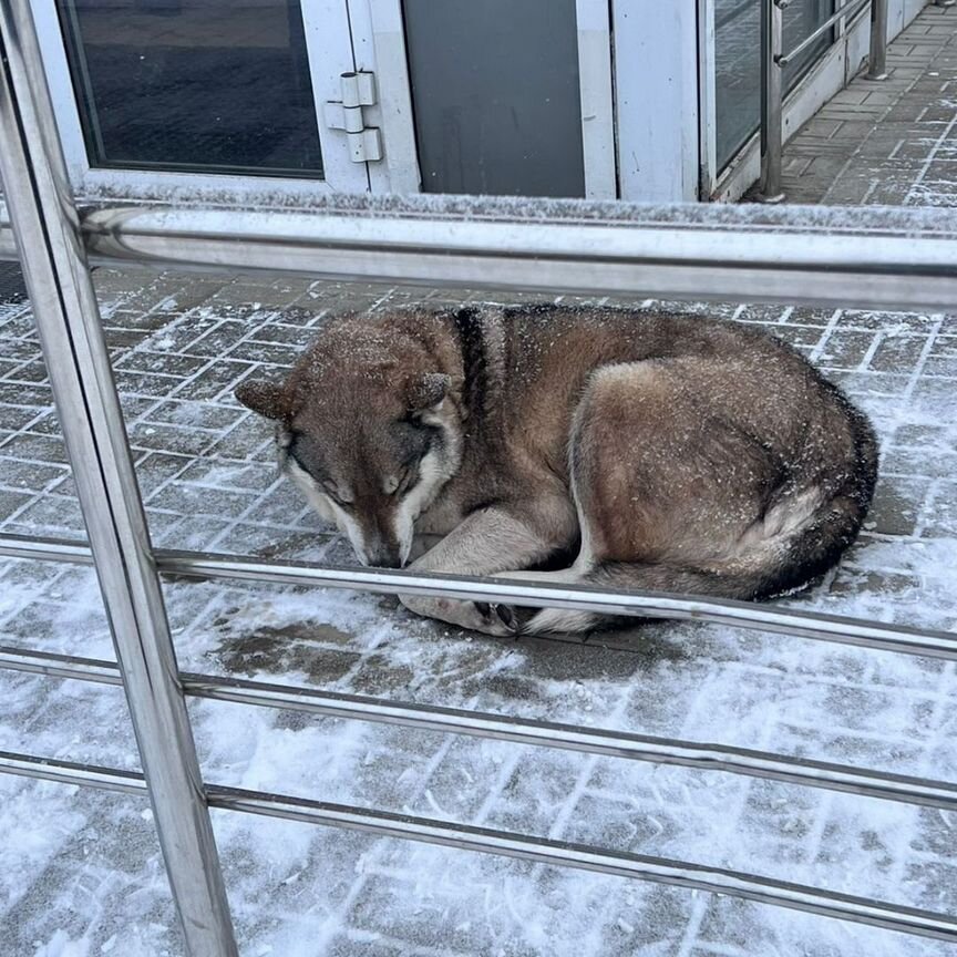 Найдена собака. Челюскина