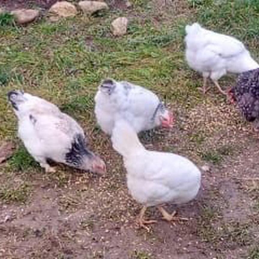 Молодые курочки несушки