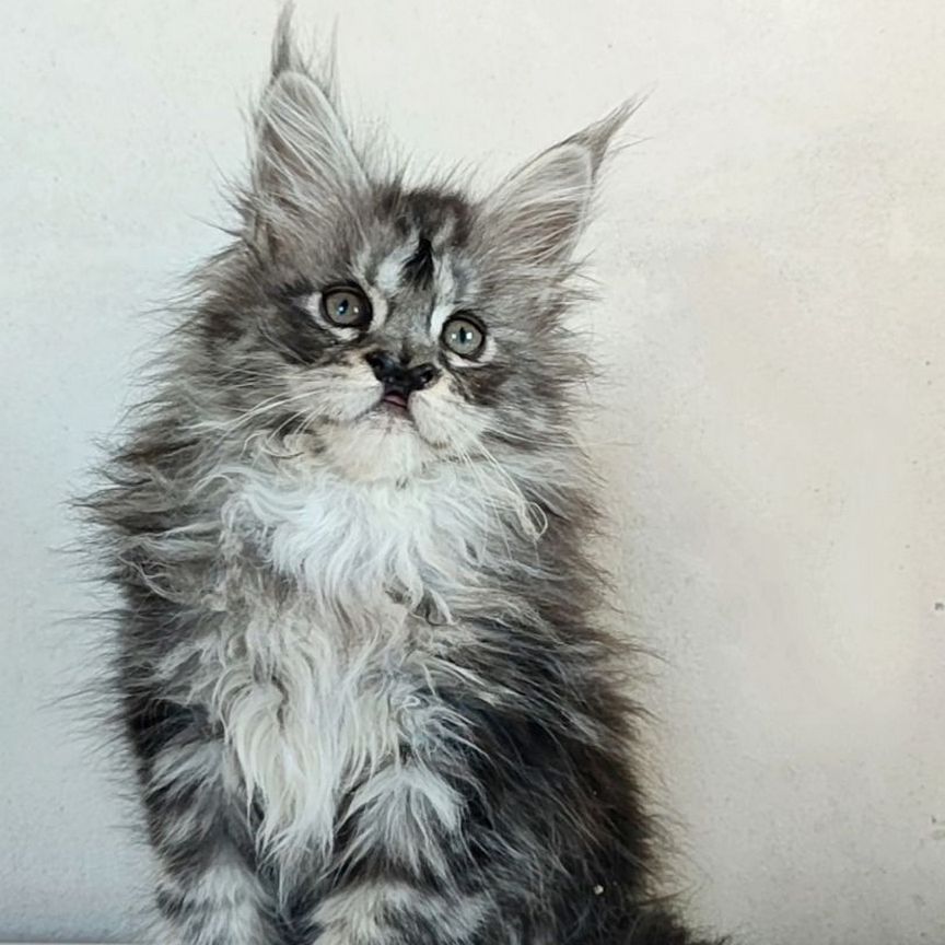 Необычный котик