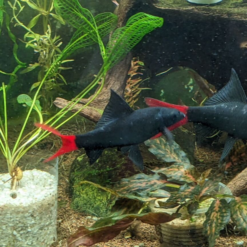 Лабео биколор Labeo bicolor