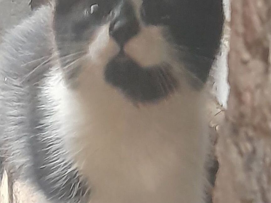 Котенок мальчик. Дайте шанс