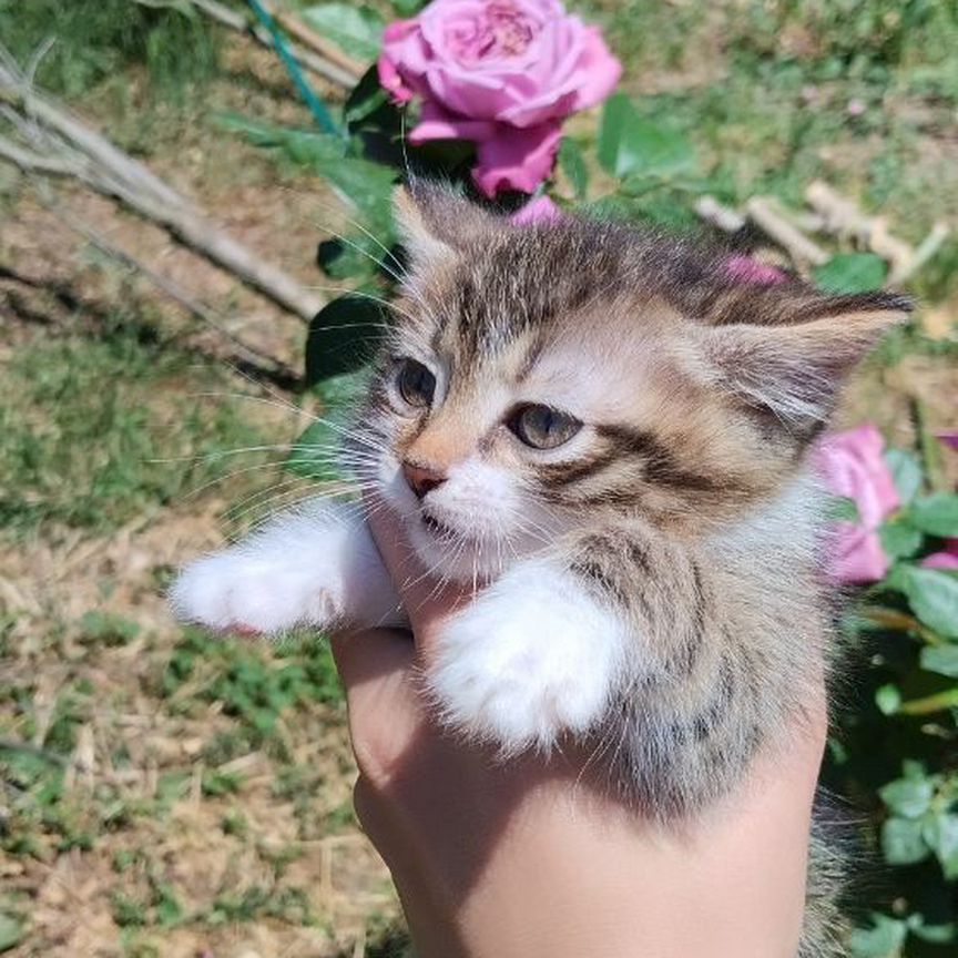 Отдам котят в добрые руки