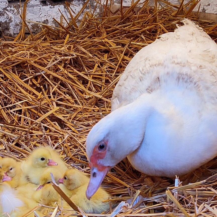 Индоутята суточные