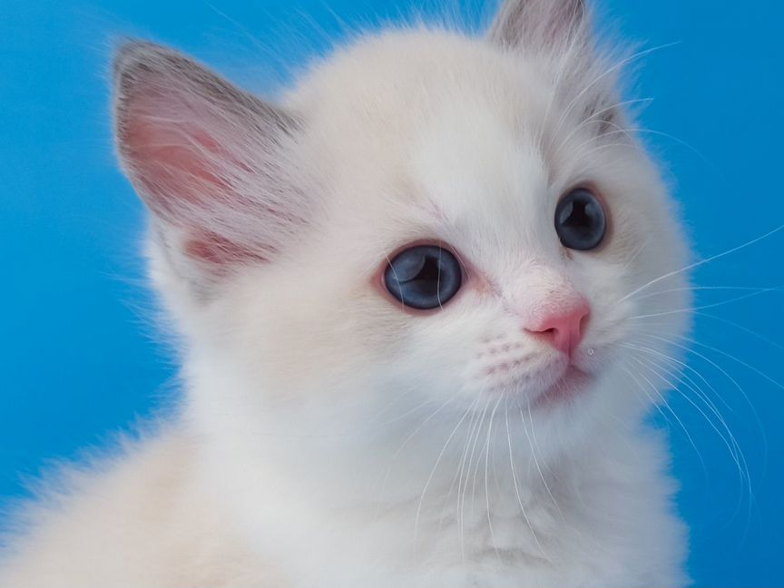 Ragdoll котик