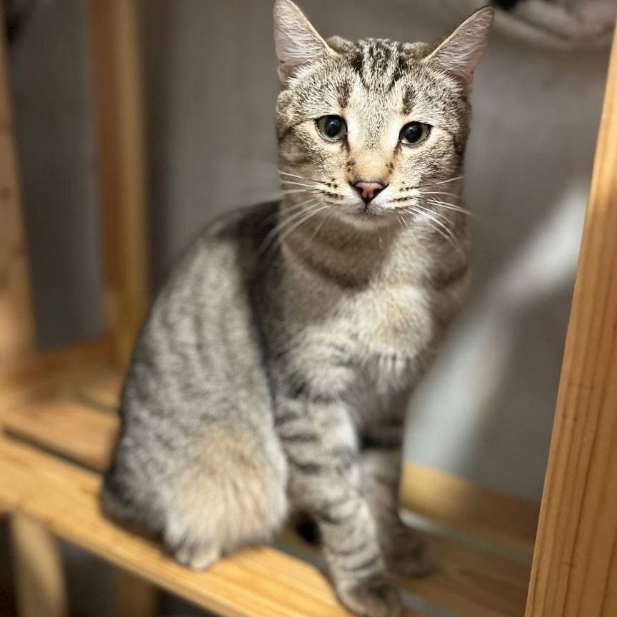 Взрослый кот в добрые руки