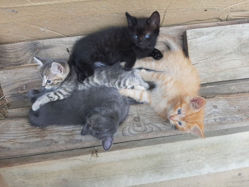 Котята