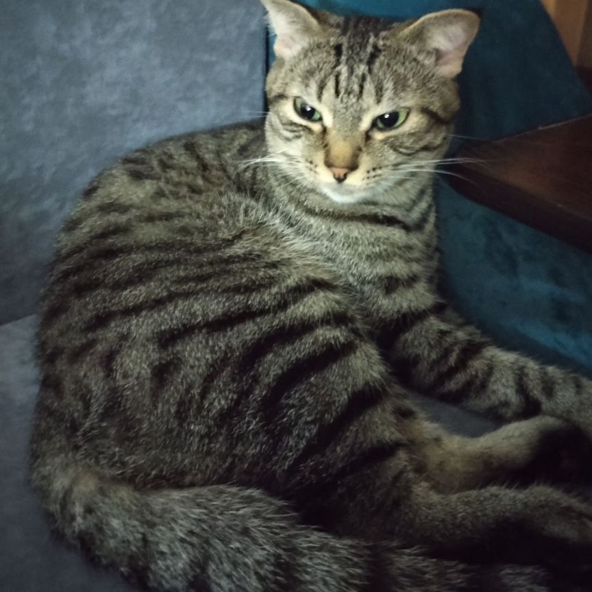 Кошечка, смесь британки