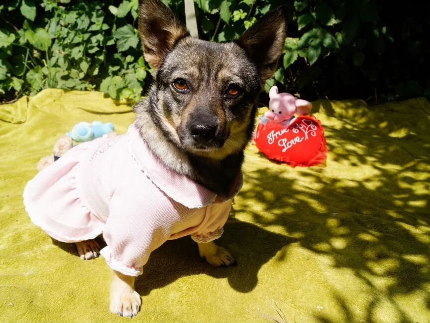 Собака Тая в добрые руки