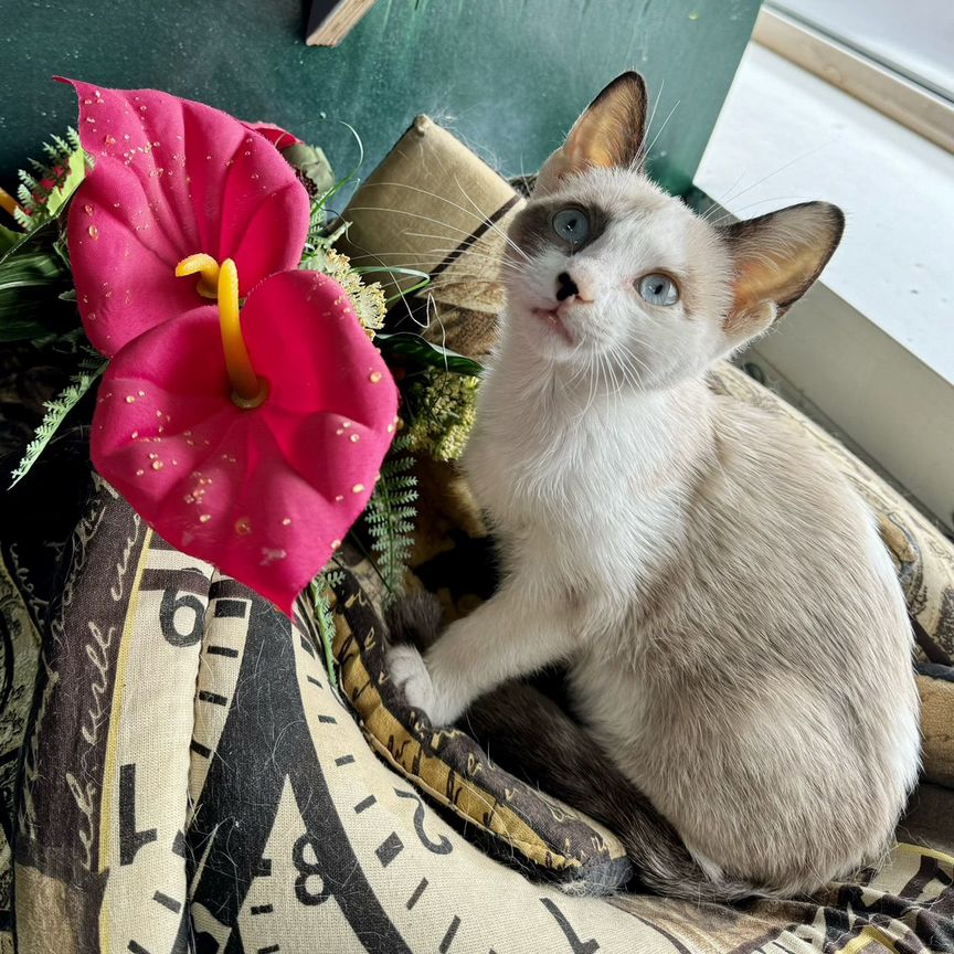Котенок Ася в лучшую семью
