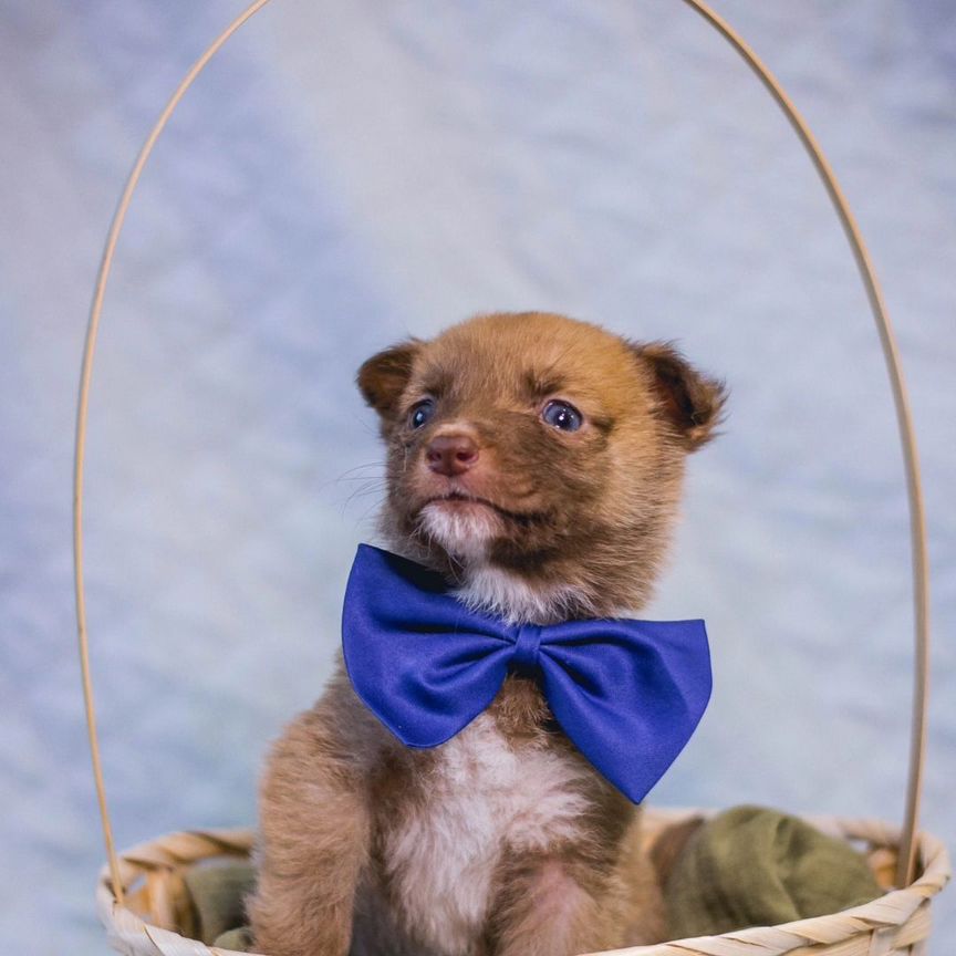 Щенок мальчик бесплатно