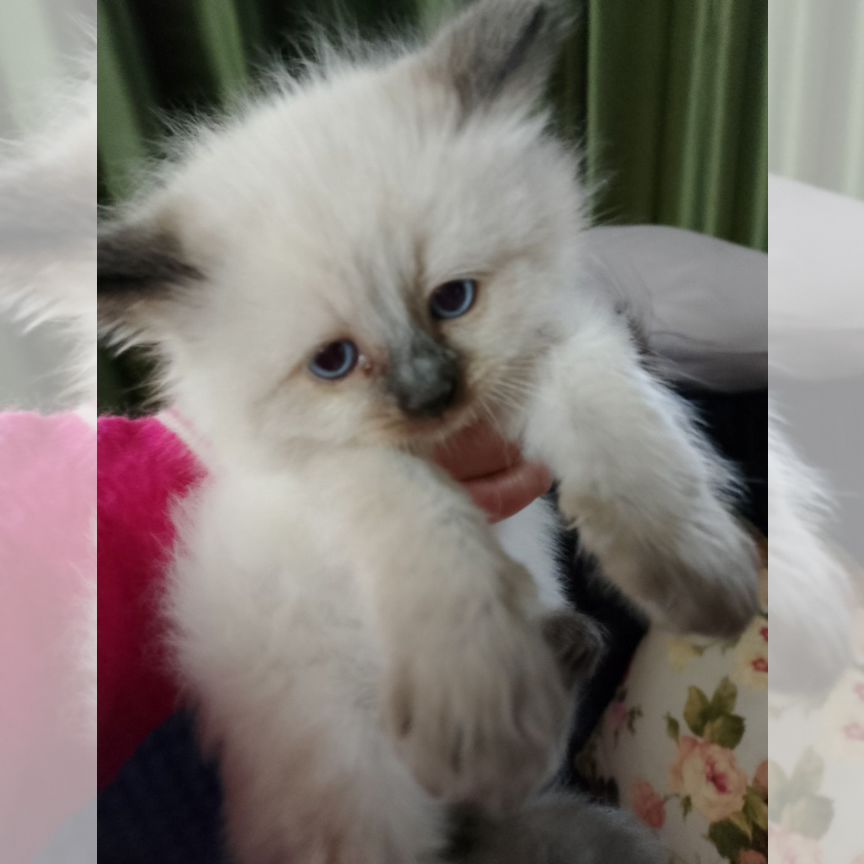 Невский маскарадный котёнок