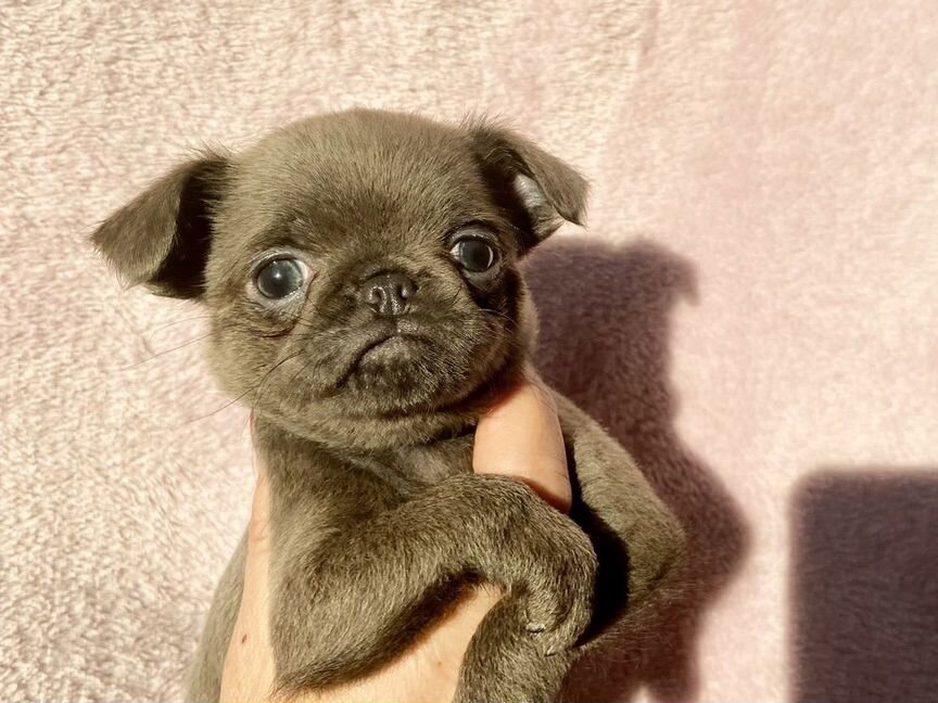 Щенки голубой брабансон