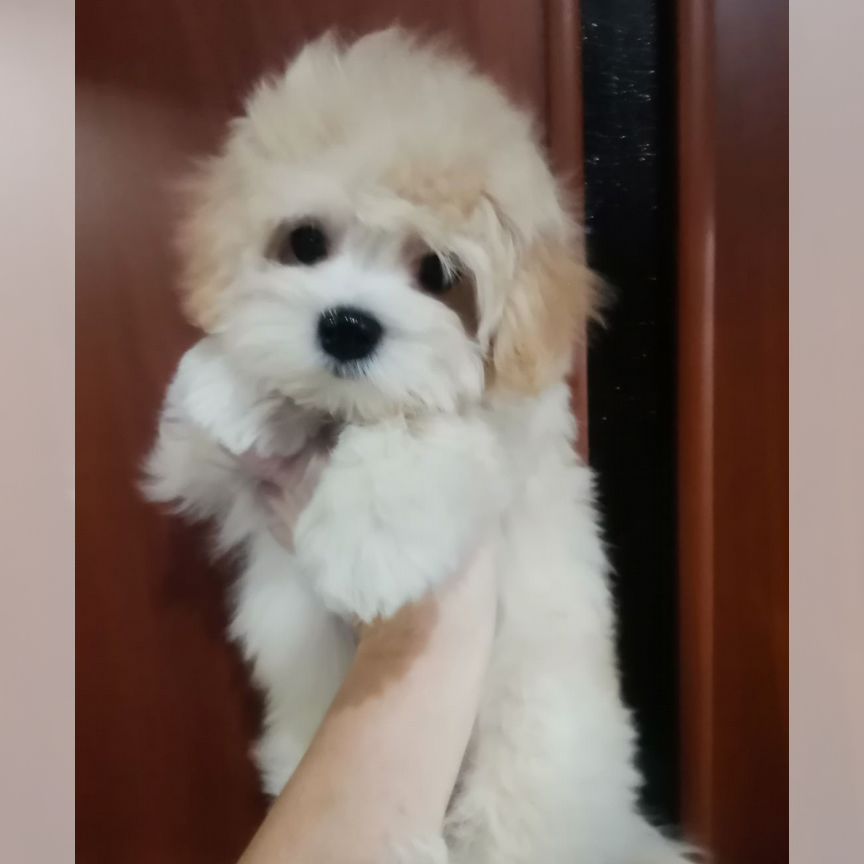 Мальтипу, щенок