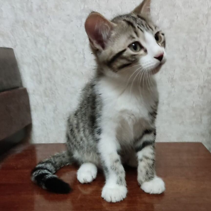 Котята заботливым хозяевам