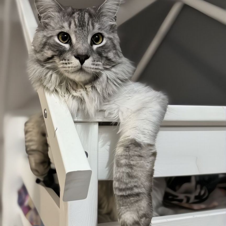 Мейн-кун котёнок