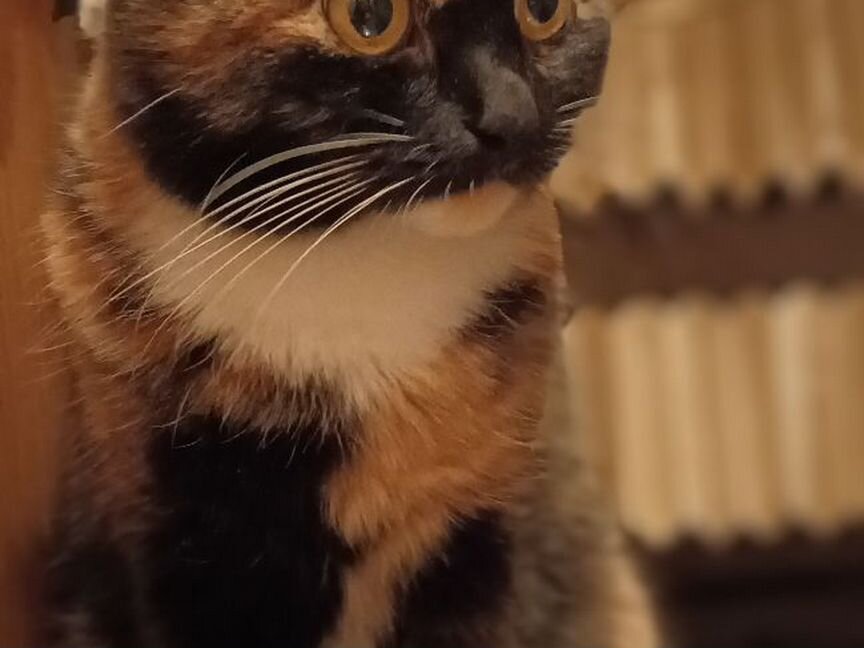 Кошка дворовая