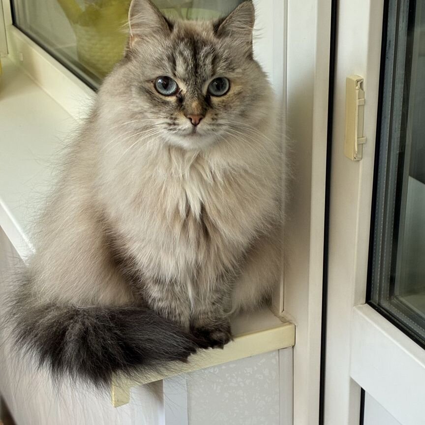 Невская маскарадная, взрослая кошка