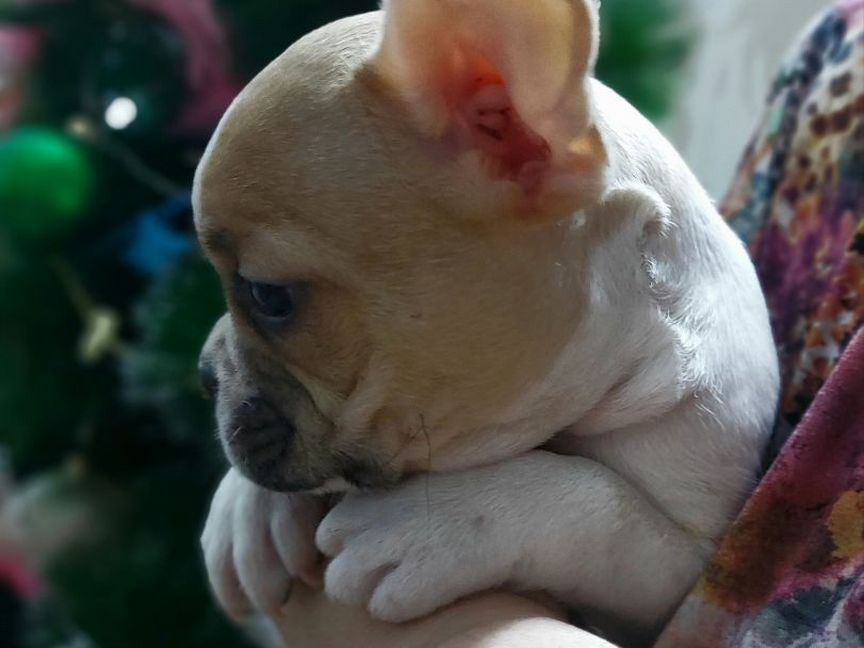 Французский бульдог