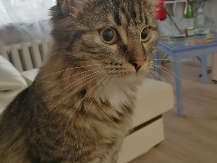 Кошка в дар