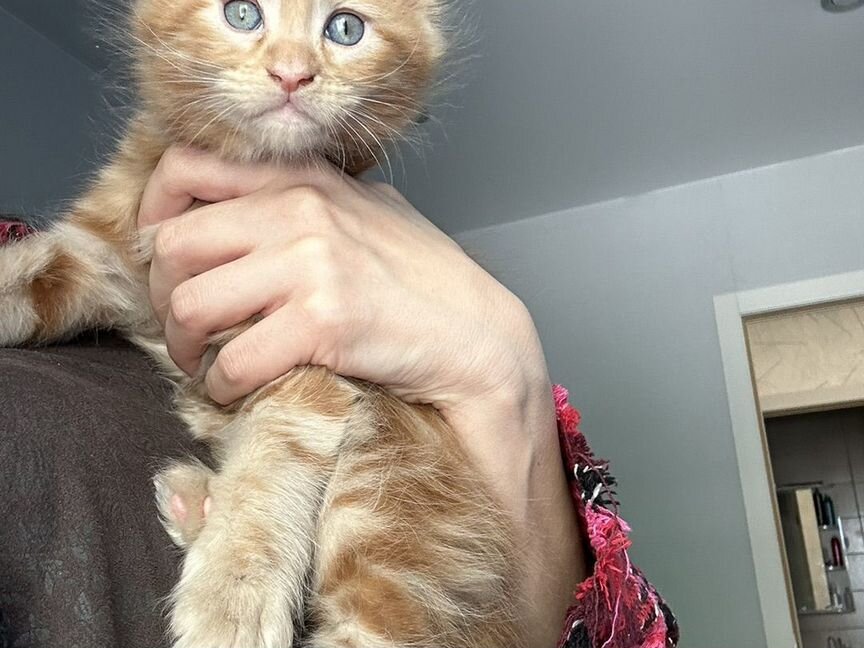 Котята мейн-кун рыжие