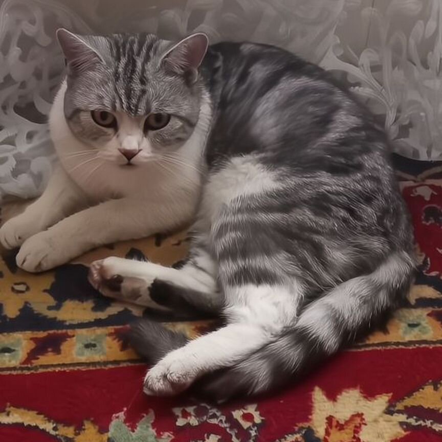 Шотландский кот