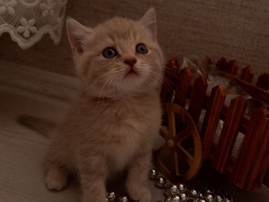 Британский котенок