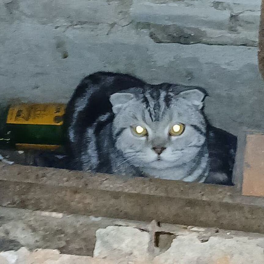 Шотландский вислоухий короткошёрстный, взрослый кот