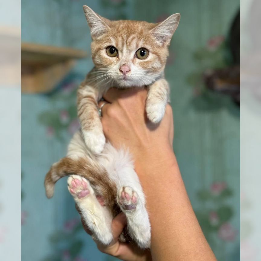Чубчик, котенок из приюта в добрые руки