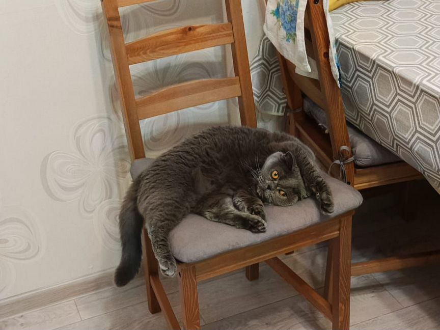 Продам кошку британку