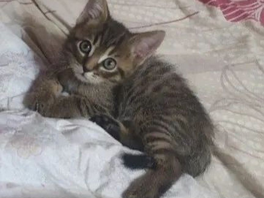 Котенок в добрые руки бесплатно