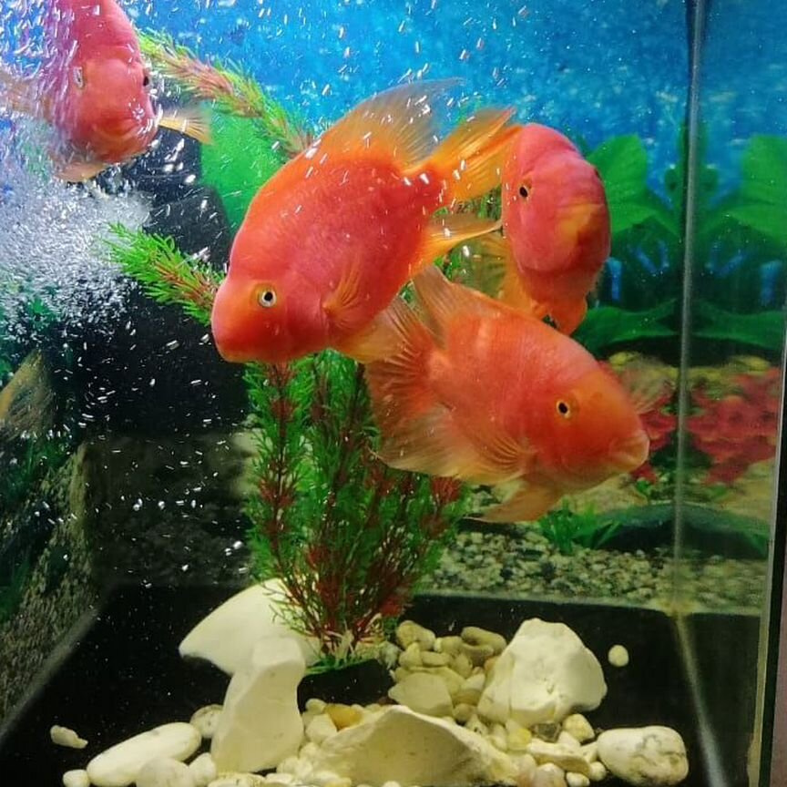 Аквариумные рыбки